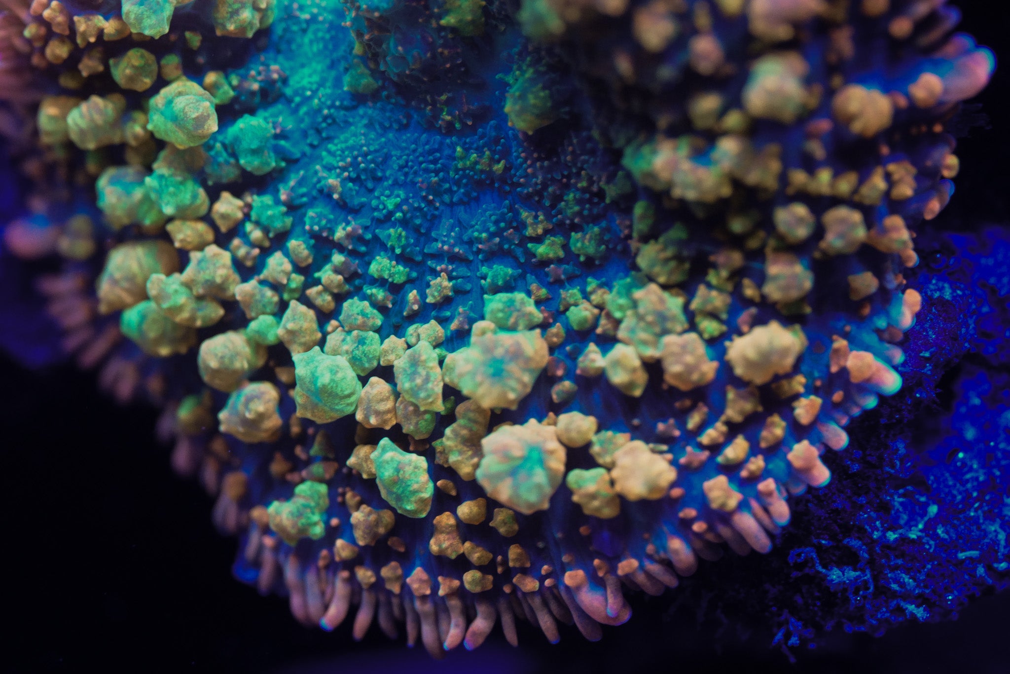 Mushroom – SeaCo Corals