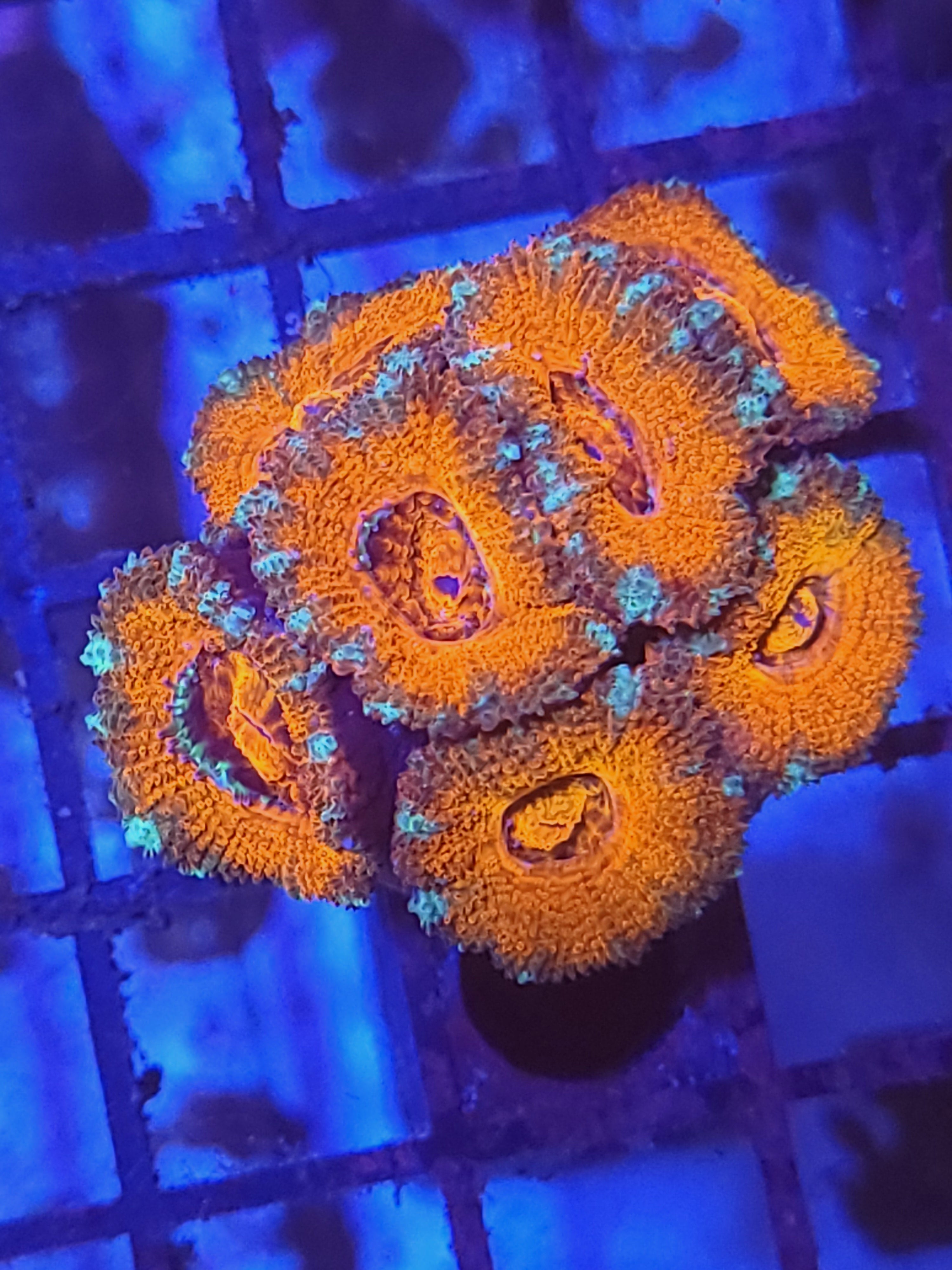 LPS Corals – SeaCo Corals