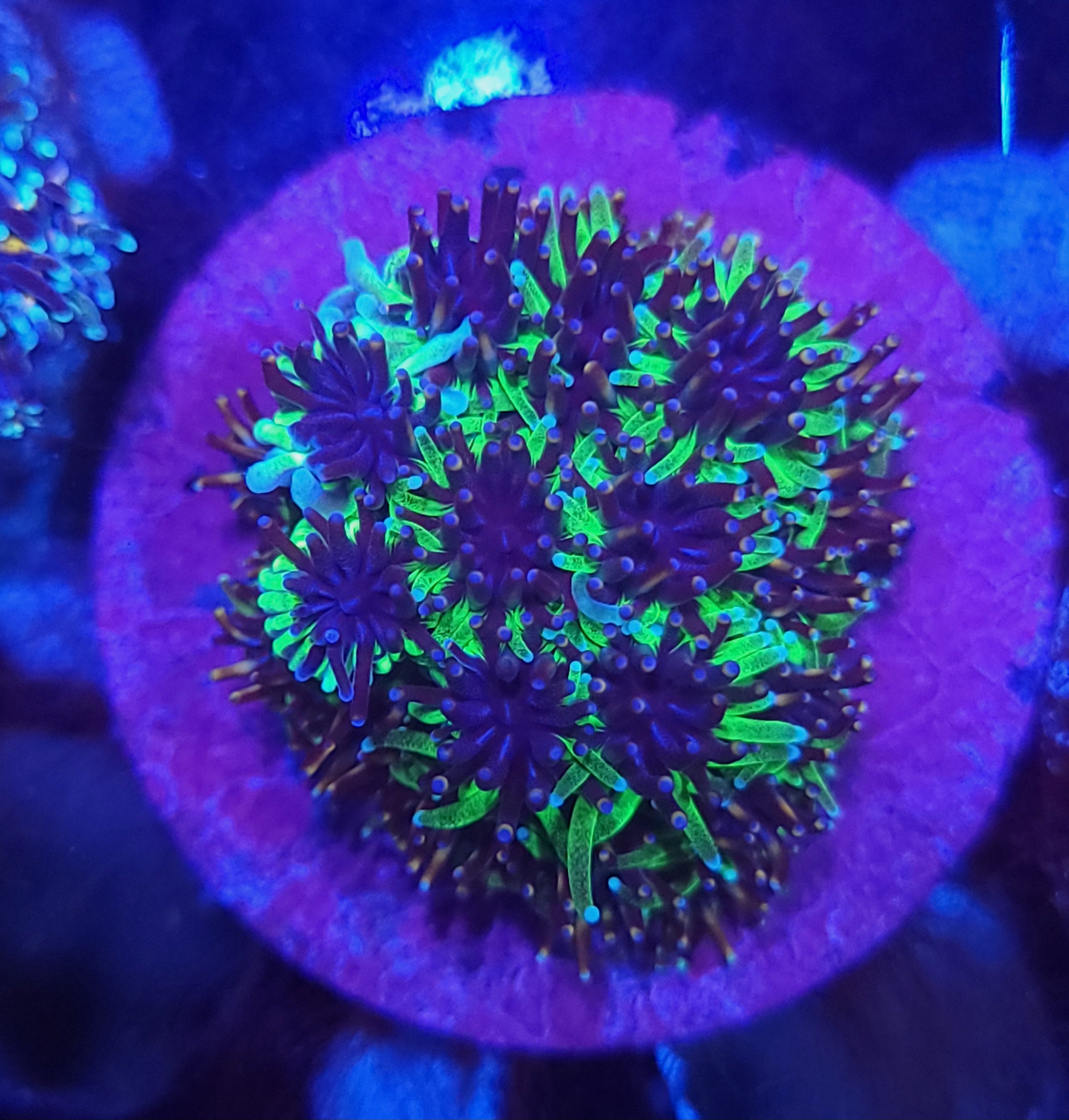 LPS Corals – SeaCo Corals