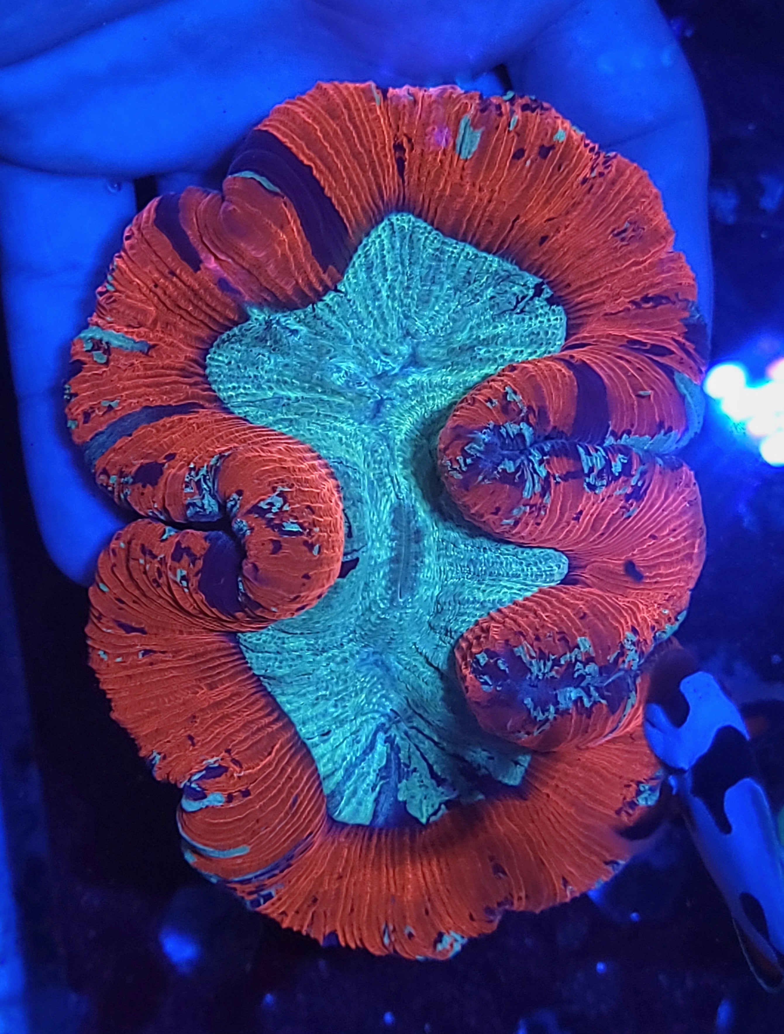 LPS Corals – SeaCo Corals